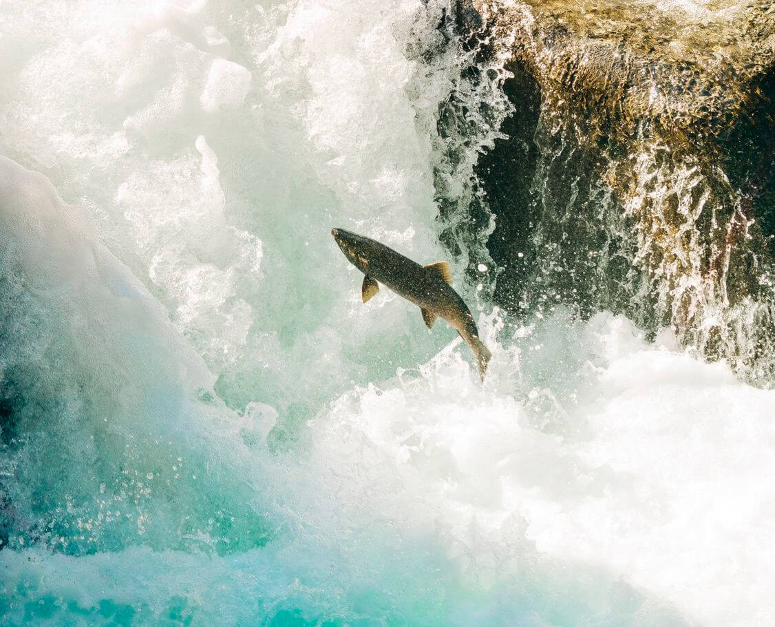 Support Rivers and Fish as Part of Oregon’s Integrated Water Resources ...