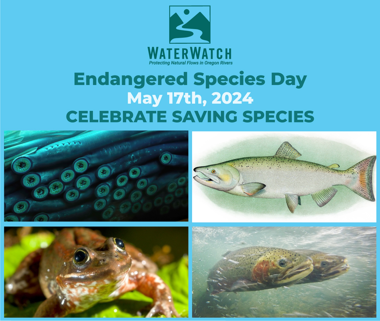 WaterWatch Endangered Species Day Gallery - WaterWatch